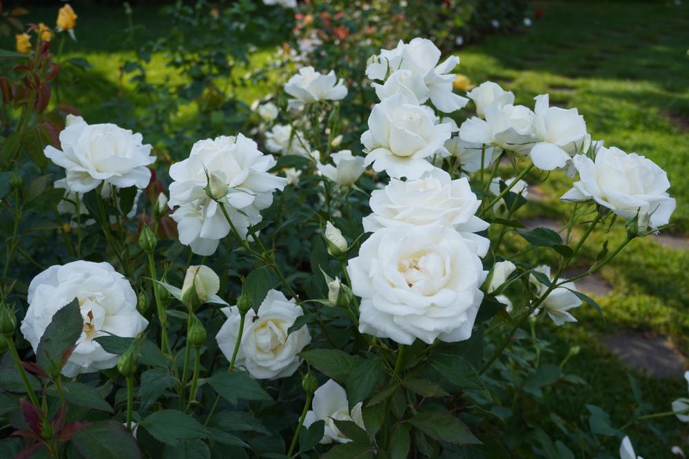 Photo of the entire plant of Rose (Rosa 'Karen Blixen') posted by D3LL ...