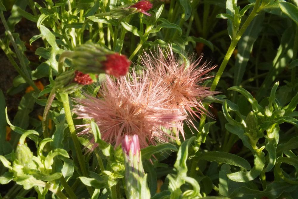 Photo of the bloom of Noticastrum diffusum posted by D3LL - Garden.org