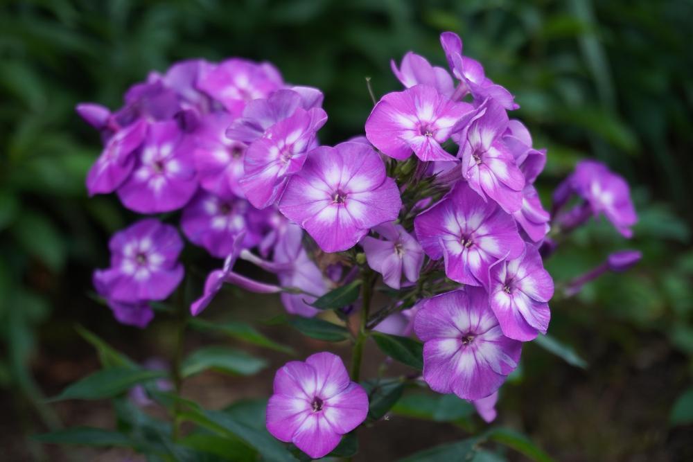 Garden Phlox (Phlox paniculata 'Little Boy') in the Phloxes Database ...