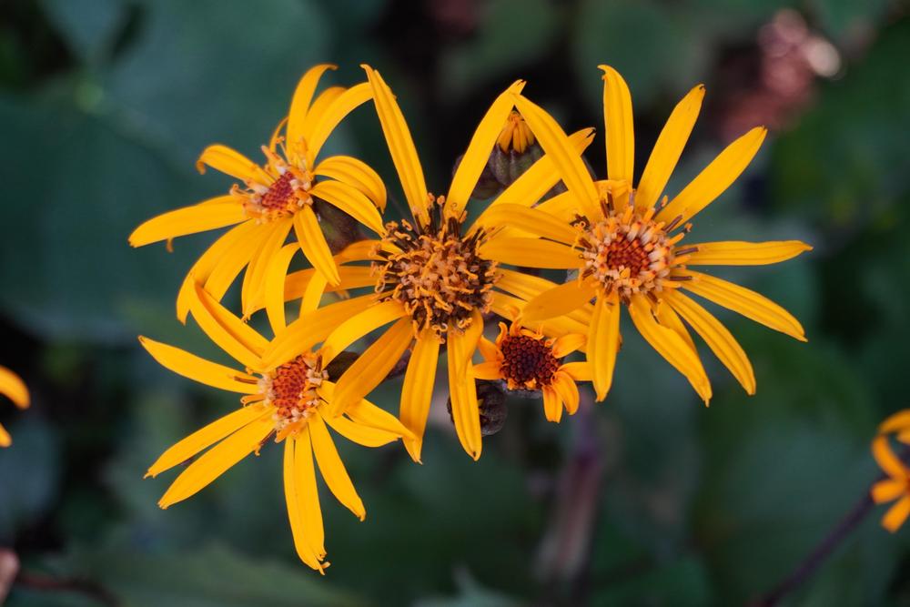 Photo of the bloom of Leopard Plant (Ligularia dentata 'Osiris ...