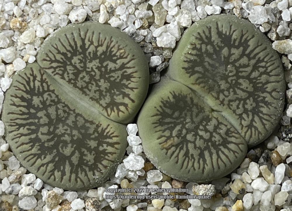 Photo of the entire plant of Lithops (Lithops aucampiae subsp. euniciae ...