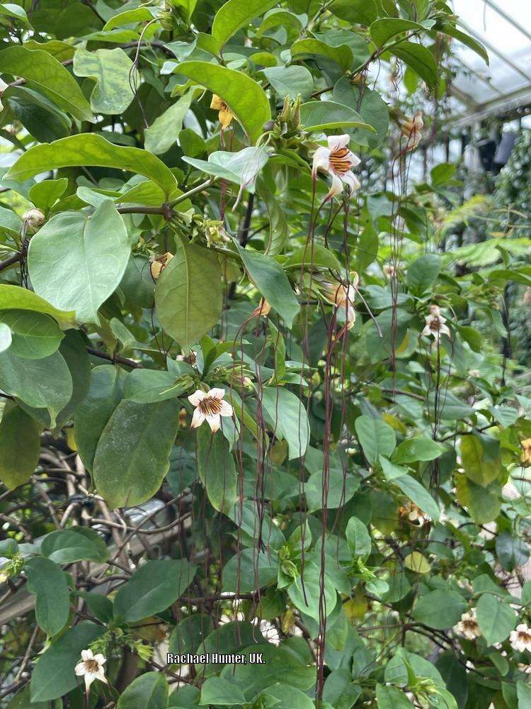 Photo of the entire plant of Preuss' Strophanthus (Strophanthus ...