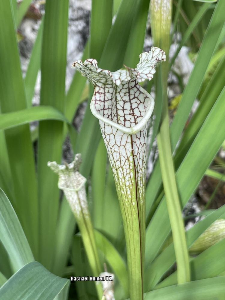 Photo of the leaves of White Pitcher Plant (Sarracenia leucophylla ...