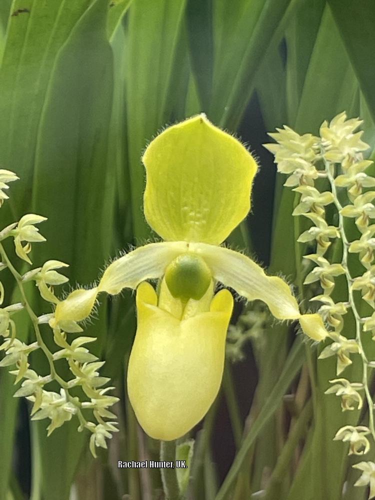 Photo of the bloom of Primrose Yellow Paphiopedilum (Paphiopedilum ...
