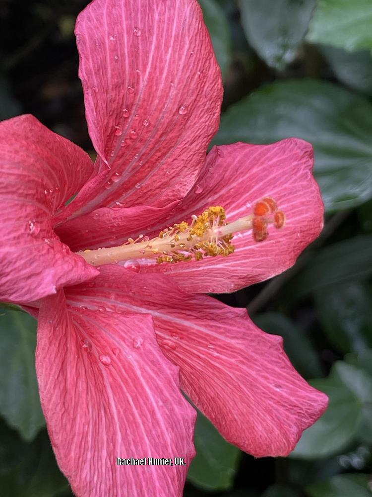Photo of the bloom of Mandrinette (Hibiscus fragilis) posted by ...
