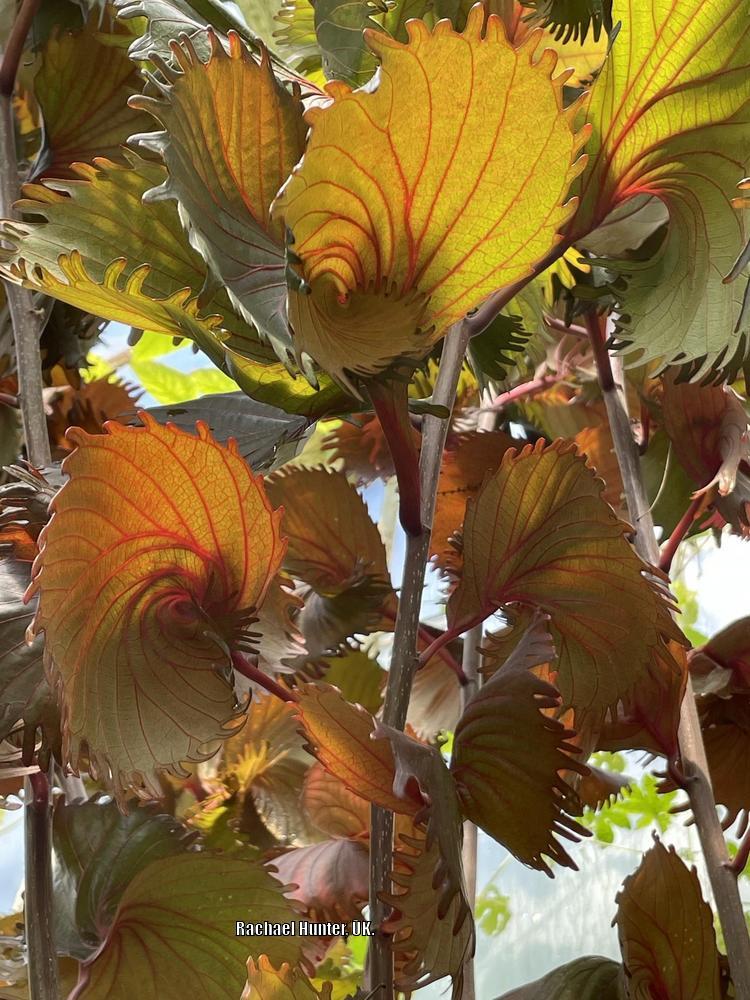 Copper Leaf (Acalypha wilkesiana 'Moorea') - Garden.org