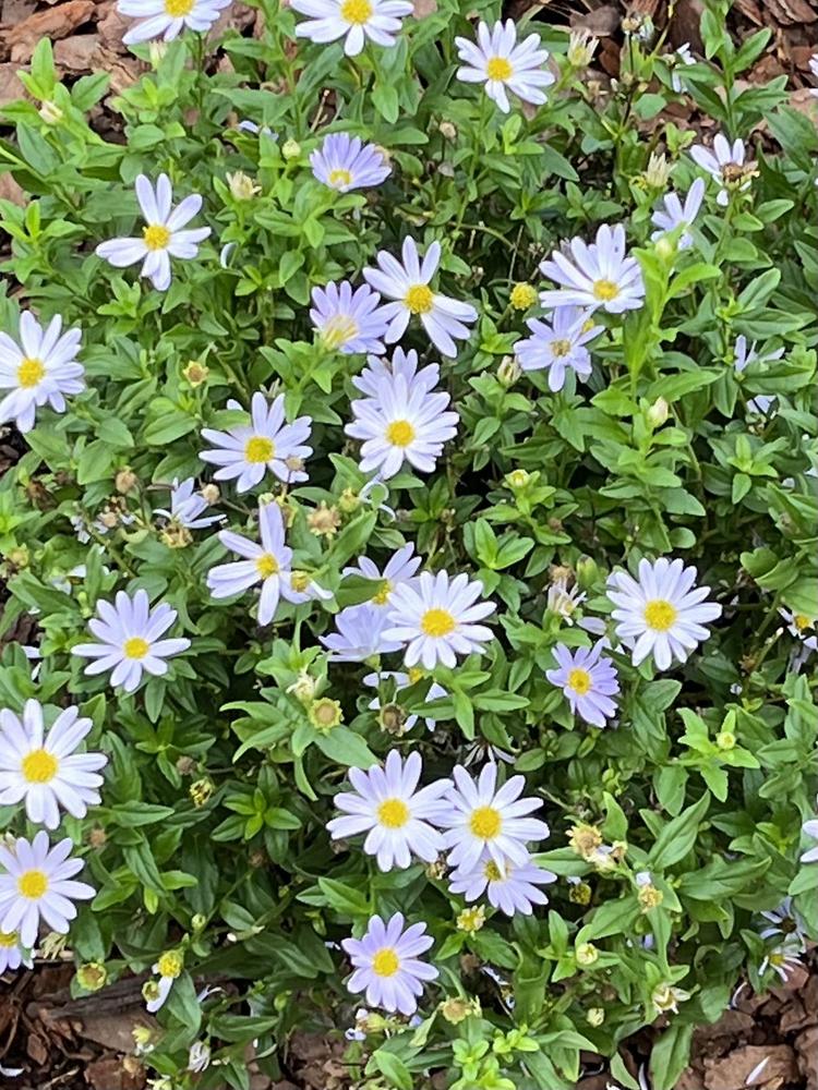 Japanese Aster (Aster incisus 'Blue Star') in the Asters Database ...