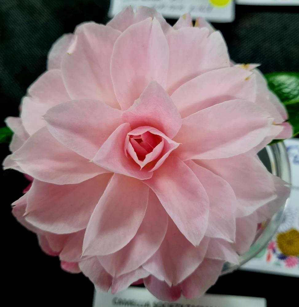 Photo of the bloom of Hybrid Camellia (Camellia 'Buttons 'n Bows') posted by gwhizz - Garden.org