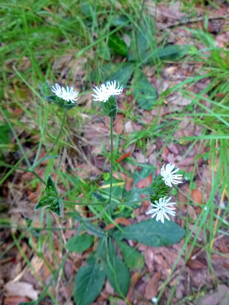 Photo of the entire plant of Smooth Elephant's Foot (Elephantopus ...
