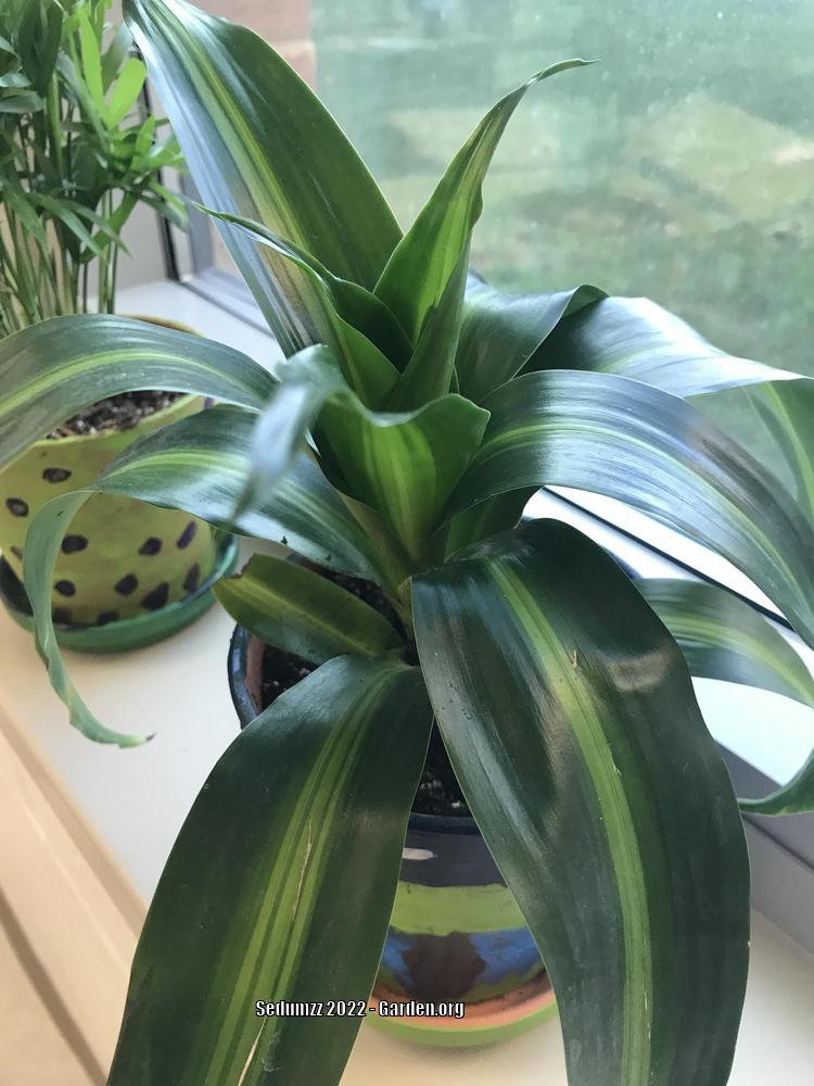 Photo of the entire plant of Corn Plant (Dracaena fragrans 'Hawaiian ...