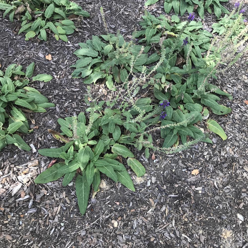 Photo of the entire plant of Perennial Sage (Salvia nemorosa 'Spring ...