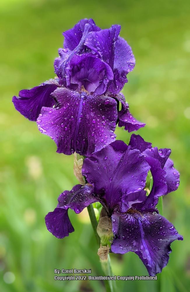 Photo of the bloom of Tall Bearded Iris (Iris 'Zebra Night') posted by ...