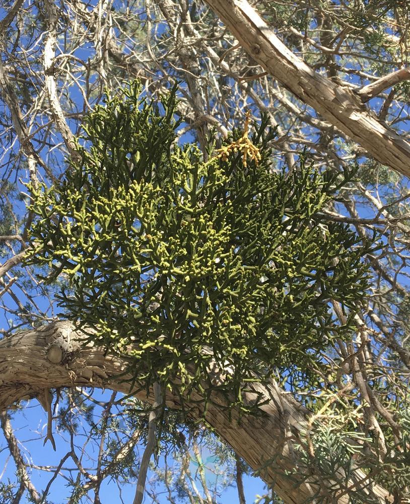 Photo of the habitat view of Juniper Mistletoe (Phoradendron ...