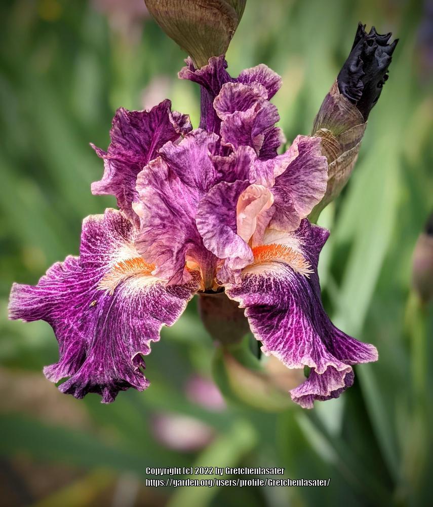 Photo of the bloom of Tall Bearded Iris (Iris 'Fancy Woman') posted by ...
