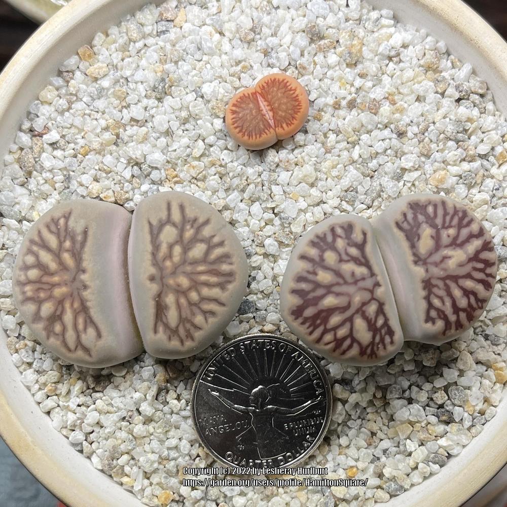 Photo of the entire plant of Lithops 'Kikukaseki' posted by ...