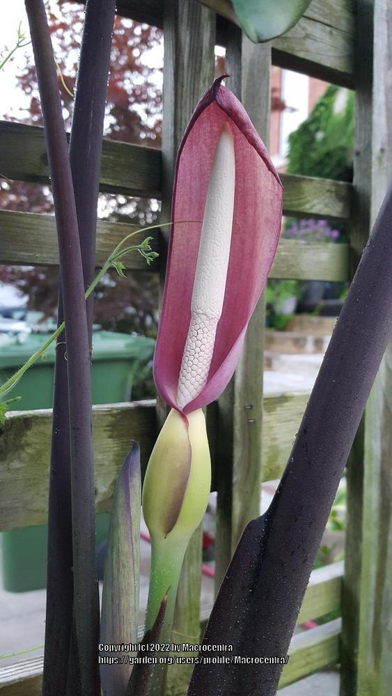 Photo of the bloom of Elephant Ear (Alocasia 'Sumo') posted by ...