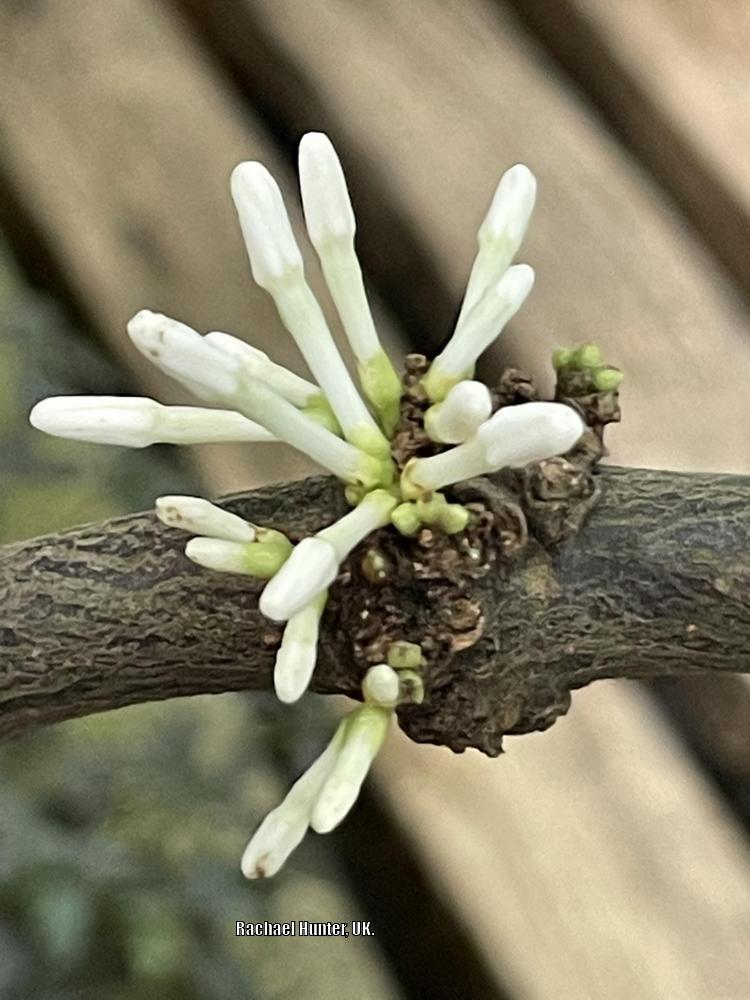 Photo of the closeup of buds, sepals and receptacles of Pleiocarpa ...
