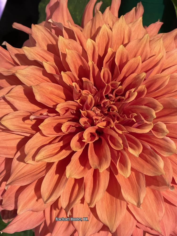 Photo of the bloom of Dahlia 'Fairway Spur' posted by RachaelHunter ...