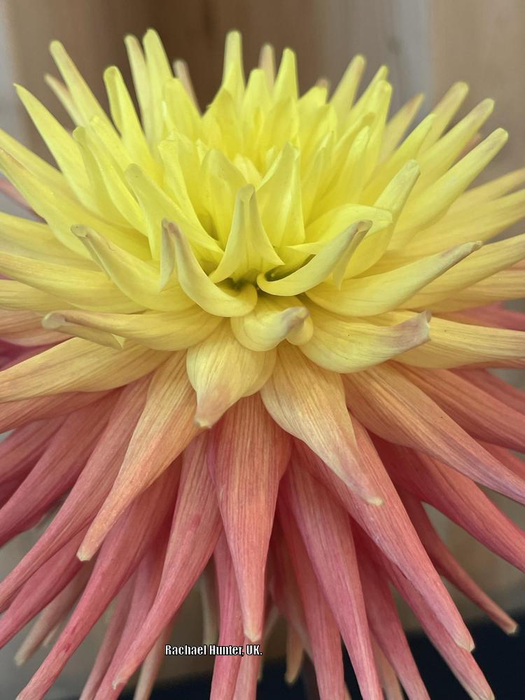 Photo of the bloom of Dahlia 'Ryecroft Zoe' posted by RachaelHunter ...