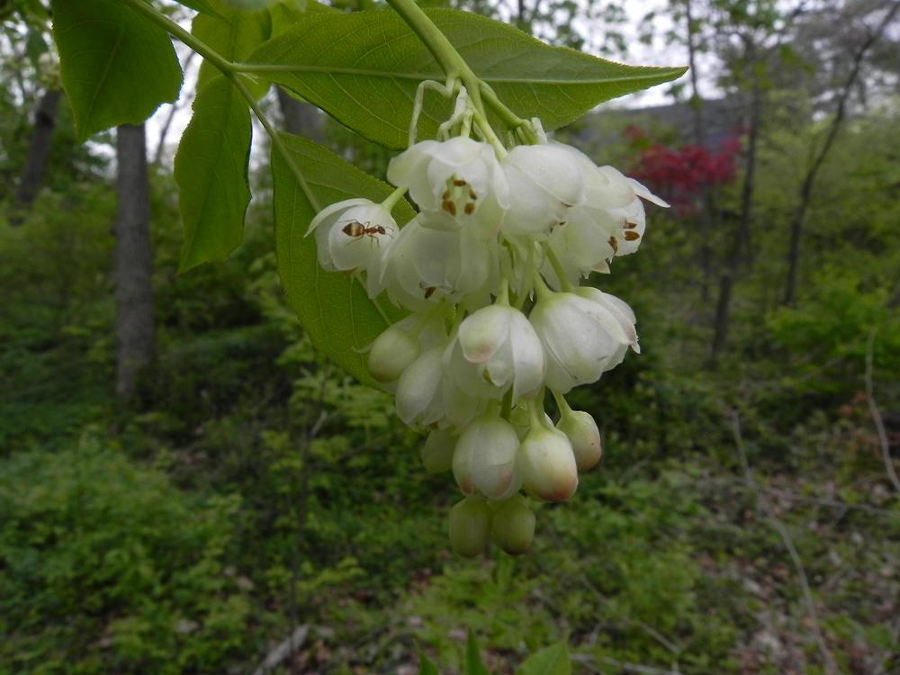 Photo of the bloom of Colchis Bladdernut (Staphylea colchica) posted by ...