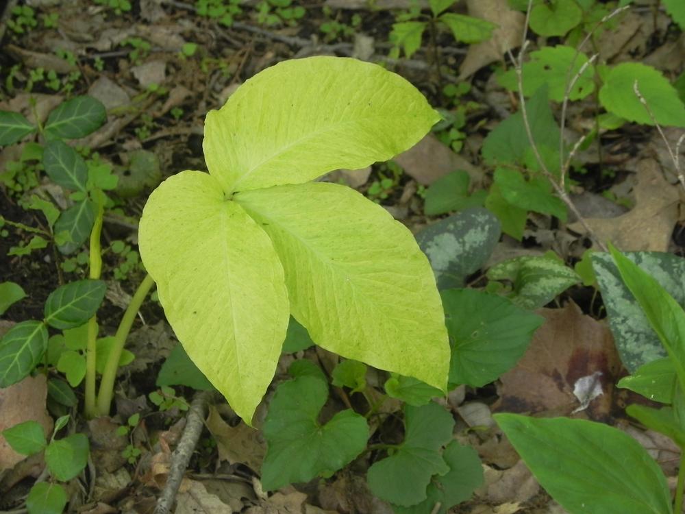 Photo of the leaves of Pinellia (Pinellia tripartita 'Gold Dragon ...