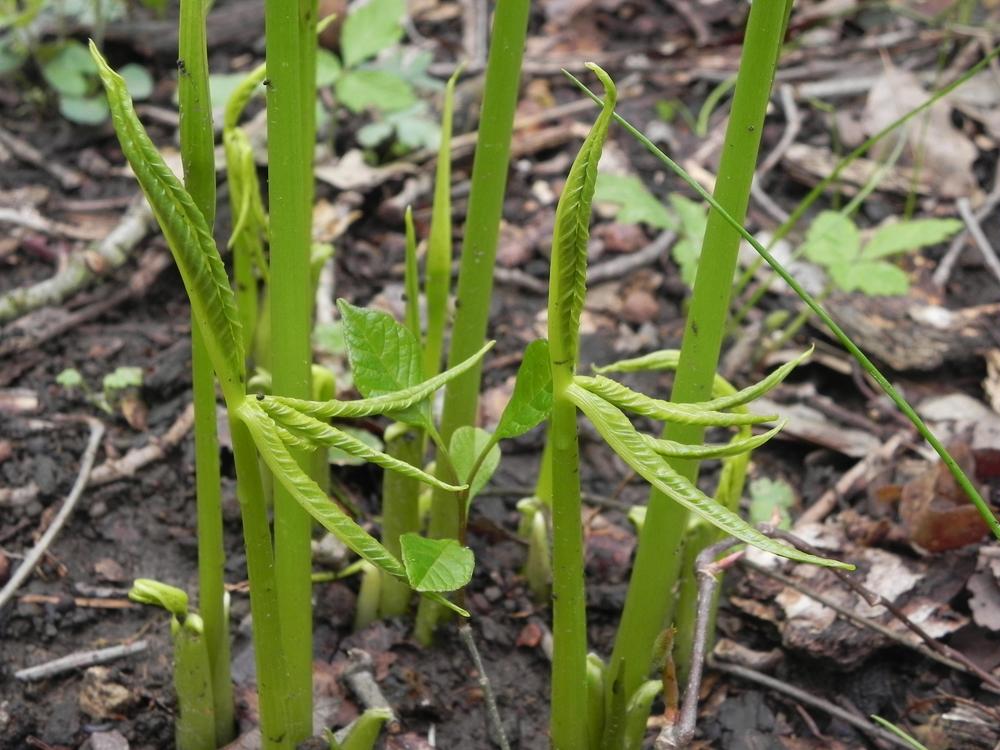Photo of the emerging growth of Hybrid Pinellia (Pinellia 'Polly Spout ...