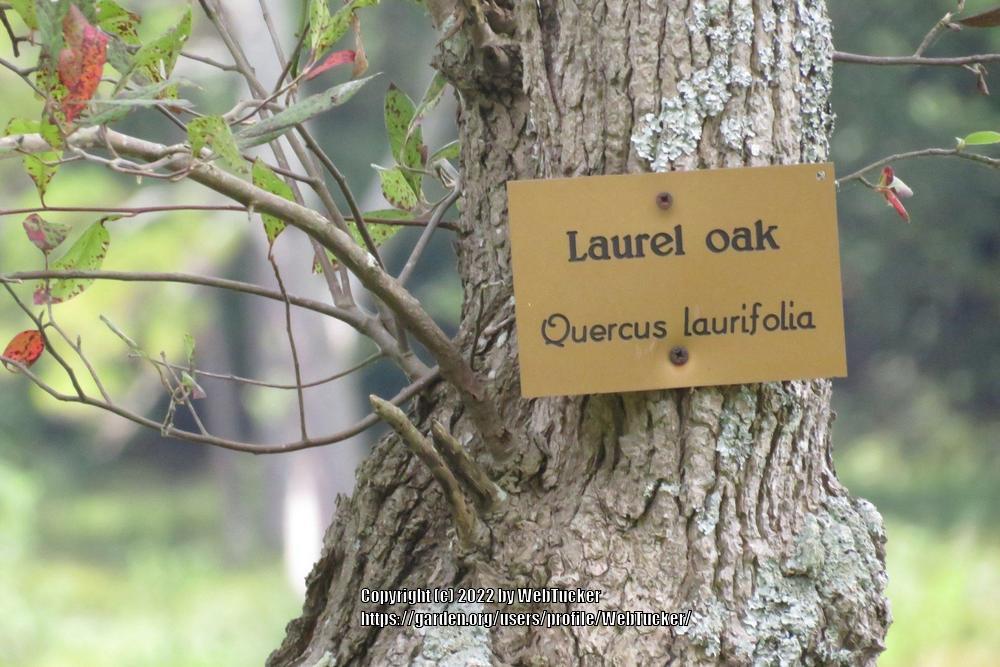 Photo of the stem, scape, stalk or bark of Laurel Oak (Quercus ...
