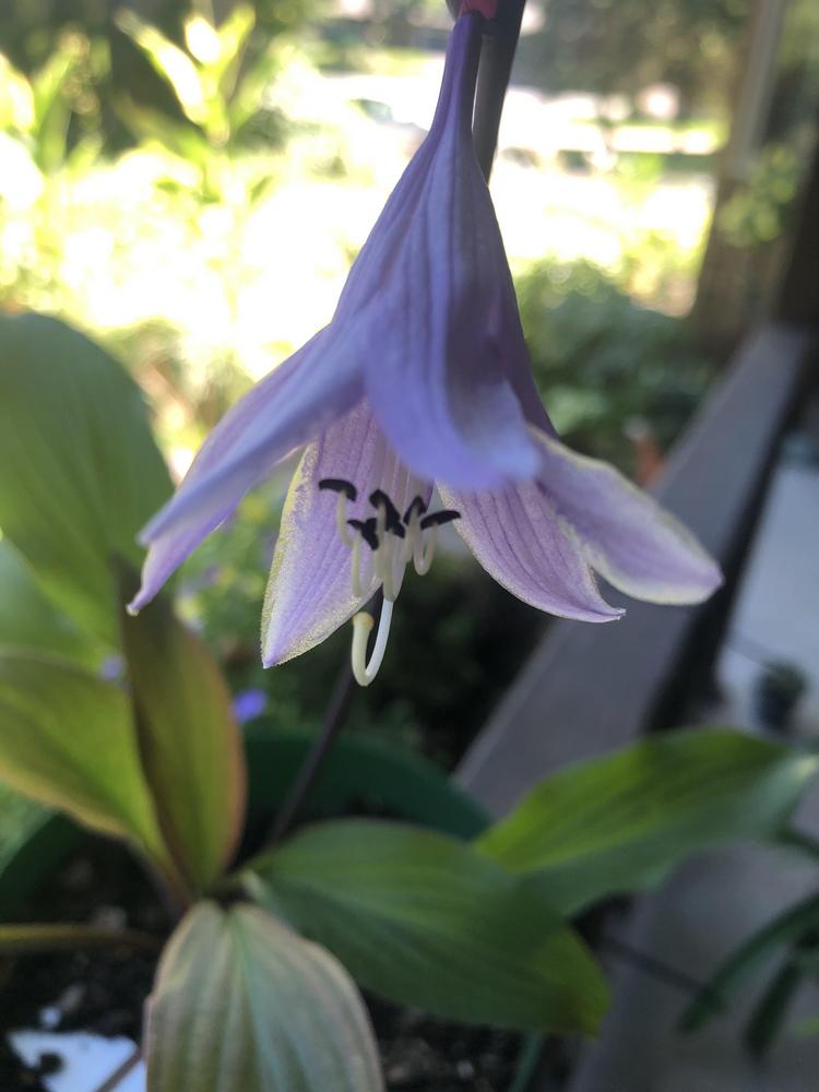 Photo of the bloom of Hosta 'Bloodline' posted by crawgarden - Garden.org