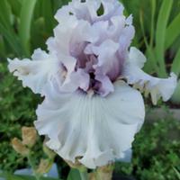 Tall Bearded Iris (Iris 'Fogbound') in the Irises Database - Garden.org