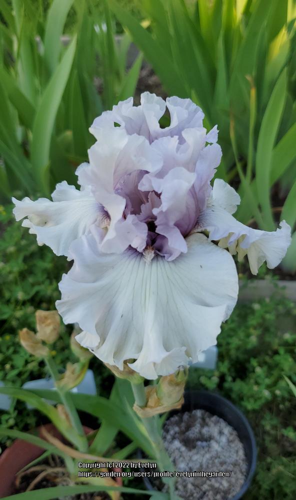 Photo of the bloom of Tall Bearded Iris (Iris 'Fogbound') posted by evelyninthegarden - Garden.org