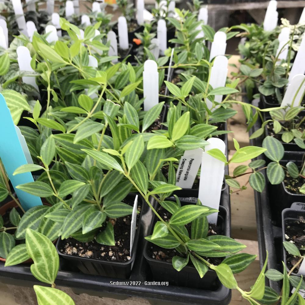 Photo of the entire plant of Beetle Peperomia (Peperomia quadrangularis ...