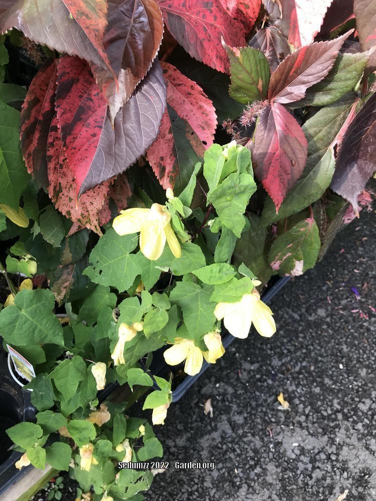 Photo of the entire plant of Flowering Maple (Abutilon Lucky Lantern ...