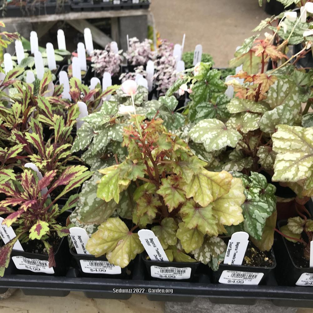 Photo of the entire plant of Begonia 'Tweedle Dee' posted by sedumzz ...
