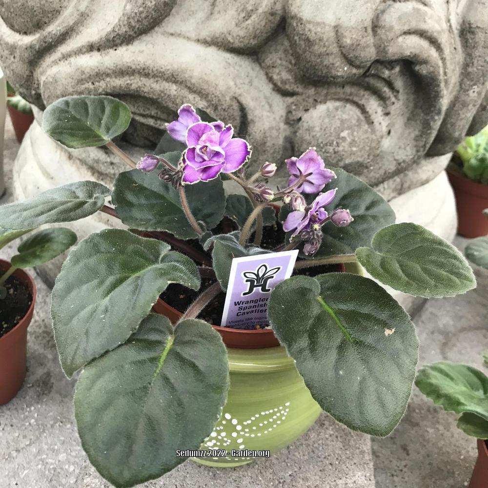 Photo of the entire plant of African Violet (Streptocarpus 'Wrangler's ...