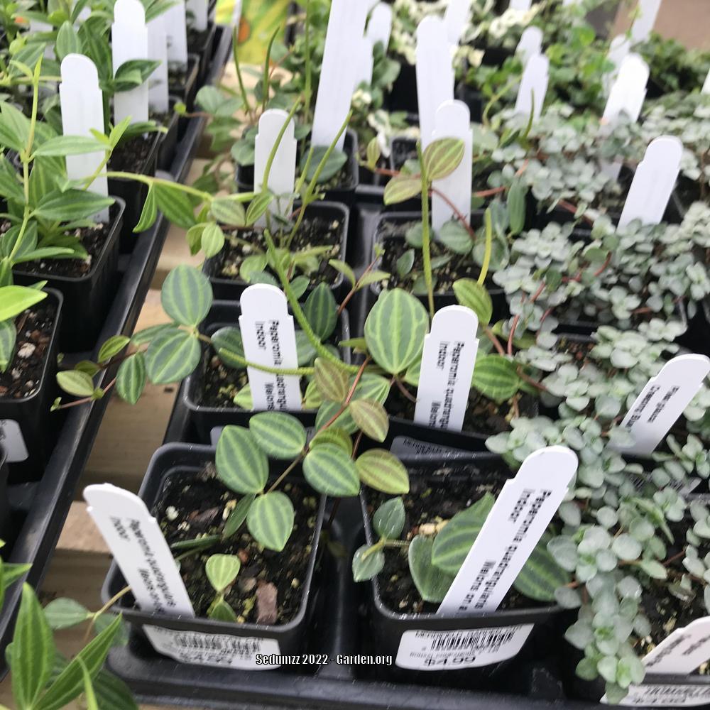 Photo of the entire plant of Beetle Peperomia (Peperomia quadrangularis ...