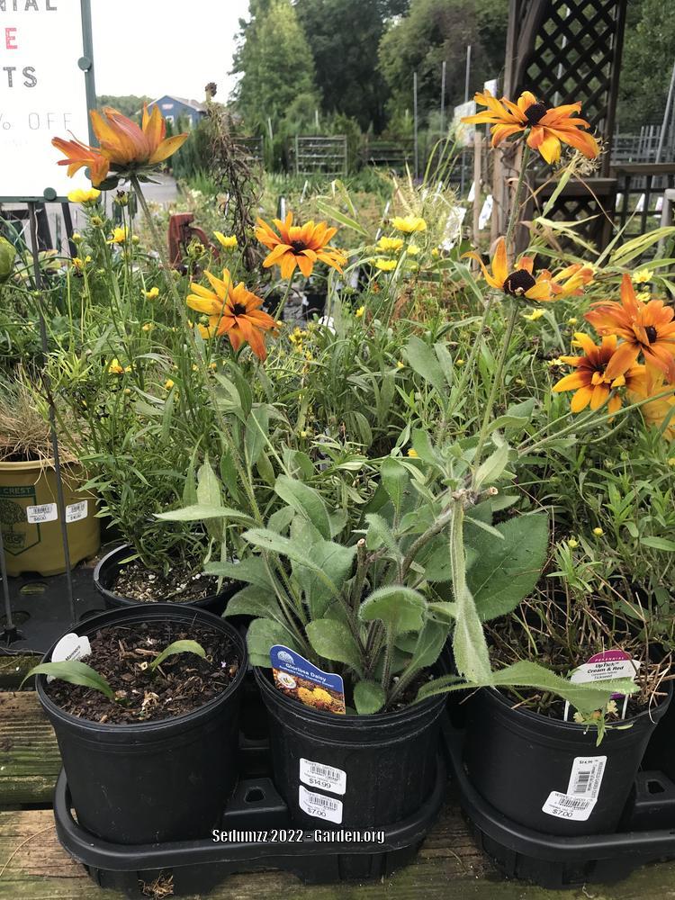 Photo of the entire plant of Black-eyed Susan (Rudbeckia hirta ...