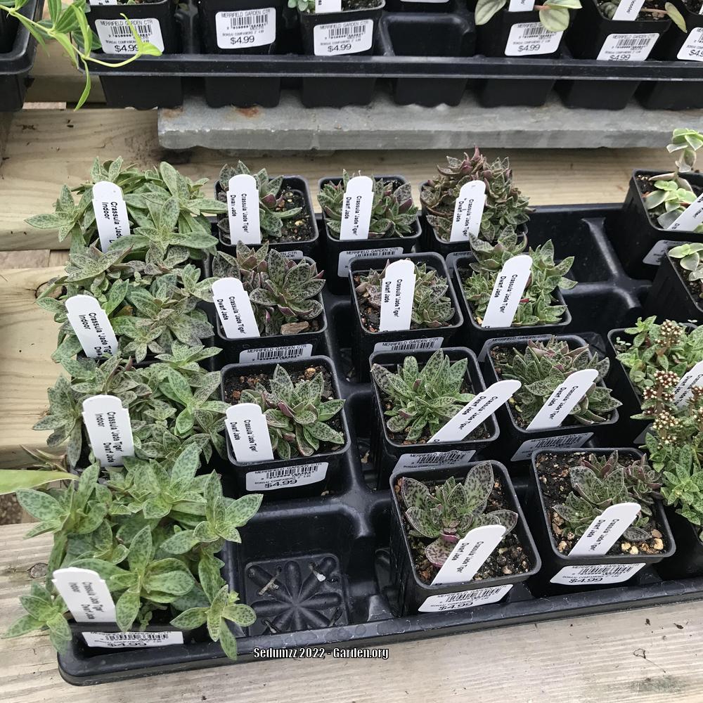 Photo of the entire plant of Tiger Jade (Crassula exilis subsp ...