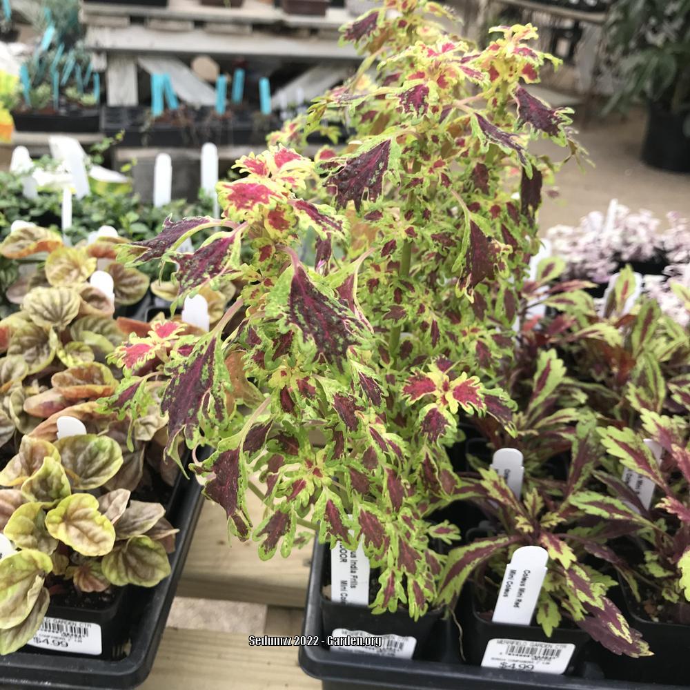 Photo of the entire plant of Coleus (Coleus scutellarioides 'India ...
