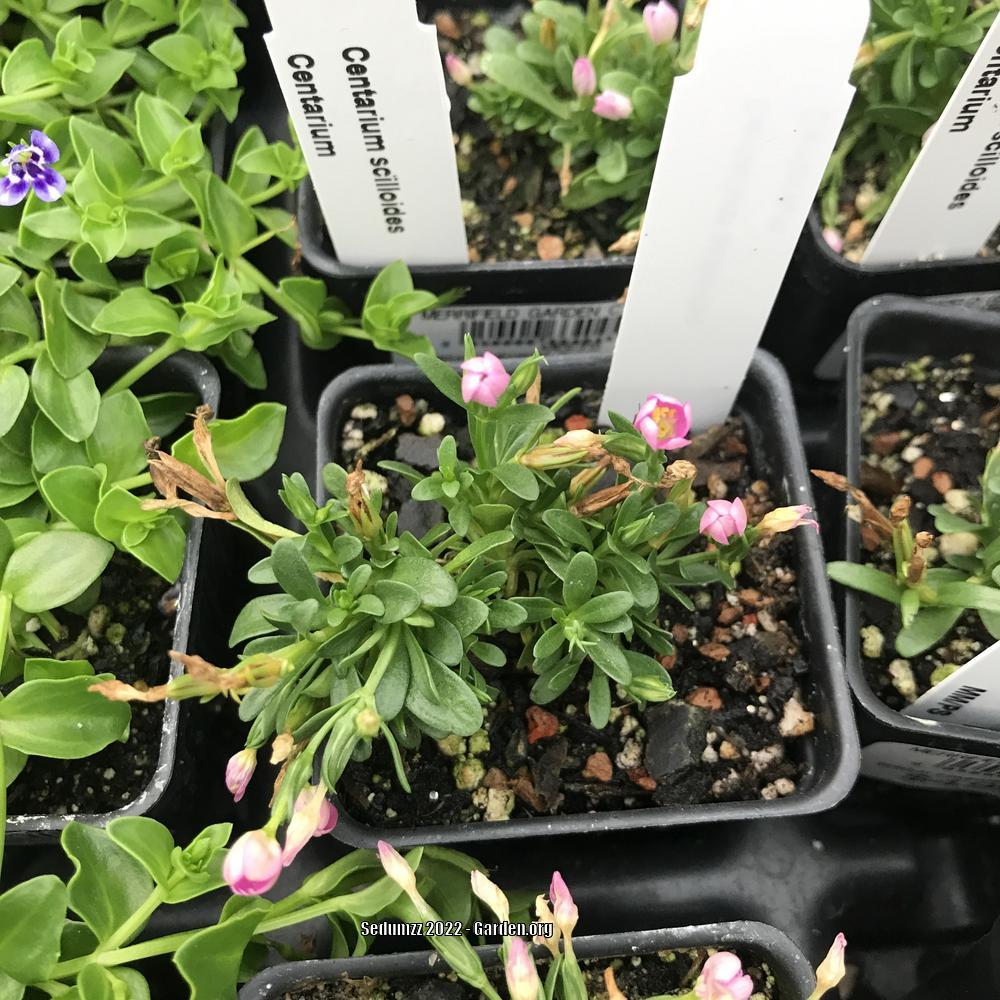 Photo of the entire plant of Fairy Tulip (Centaurium scilloides) posted ...