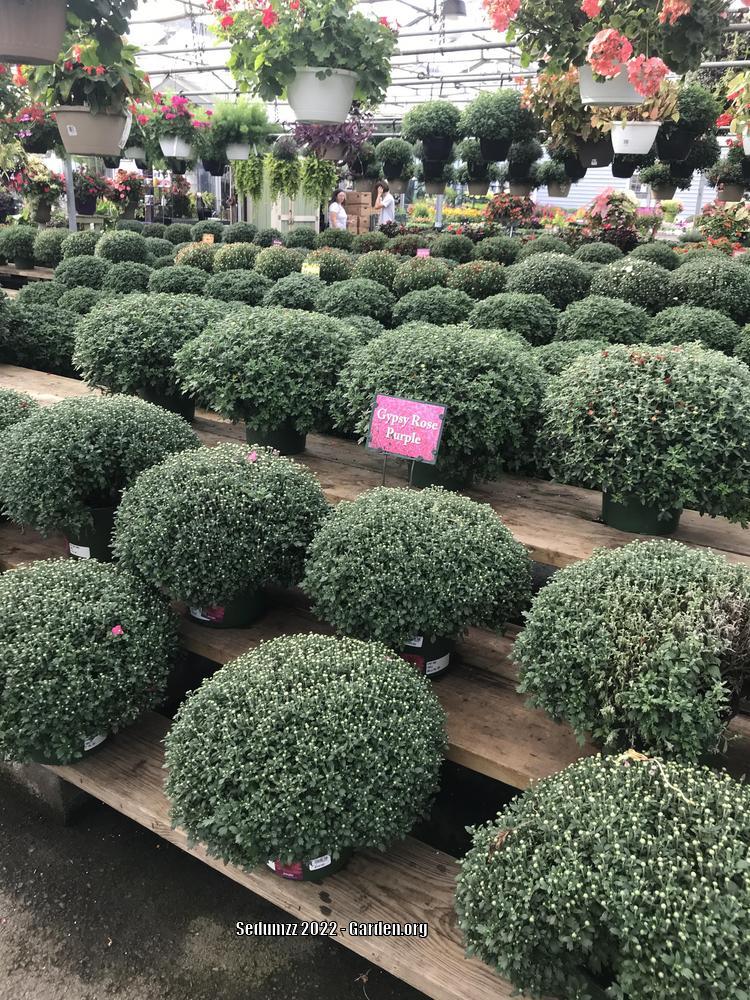 Photo of the entire plant of Mum (Chrysanthemum 'Gypsy Rose Purple ...