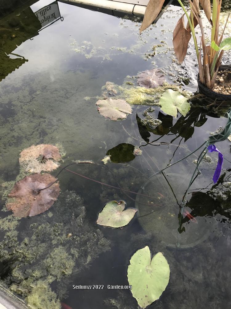 Photo of the entire plant of Nymphaea 'Alexis' posted by sedumzz ...