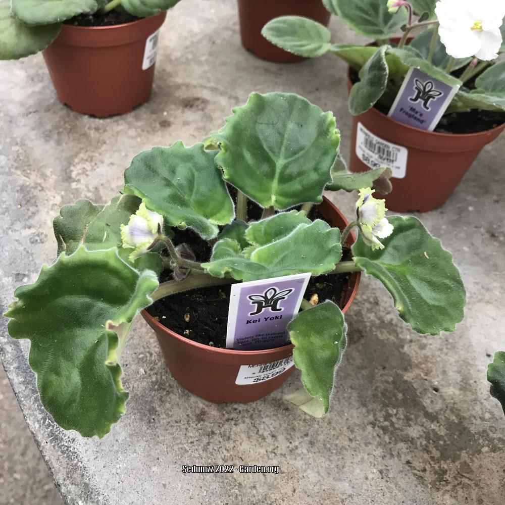 Photo of the entire plant of African Violet (Streptocarpus 'Kei Yoki ...
