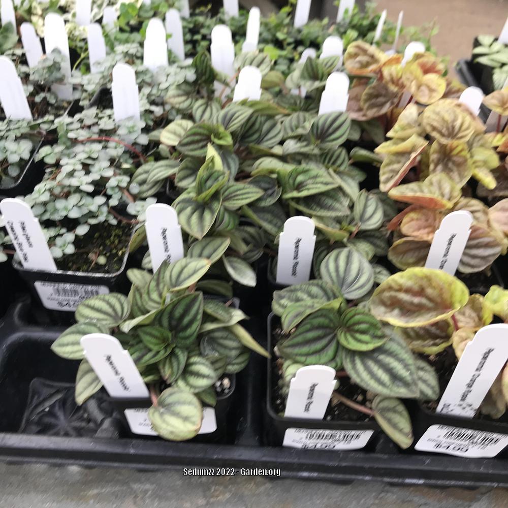 Photo of the entire plant of Radiator Plant (Peperomia caperata 'Rosso ...