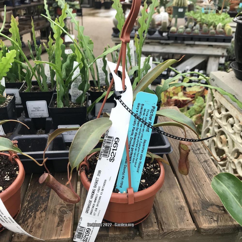 Photo of the entire plant of Pitcher Plant (Nepenthes 'Rebecca Soper ...