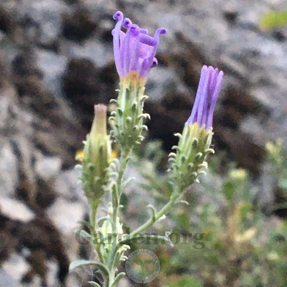 Photo of the bract of Common Hoary Tansyaster (Dieteria canescens var ...