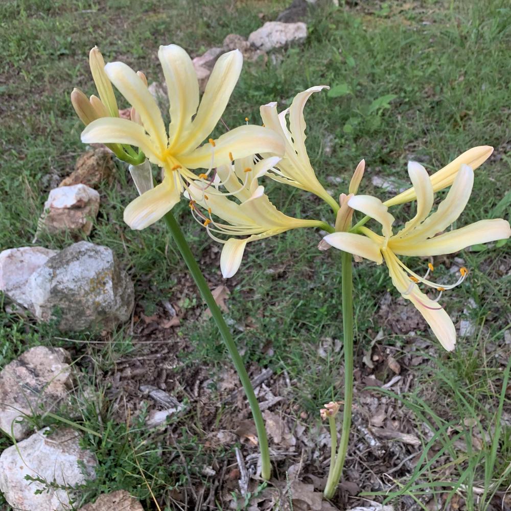 Magic Lily (Lycoris caldwellii) in the Surprise Lilies (Lycoris ...