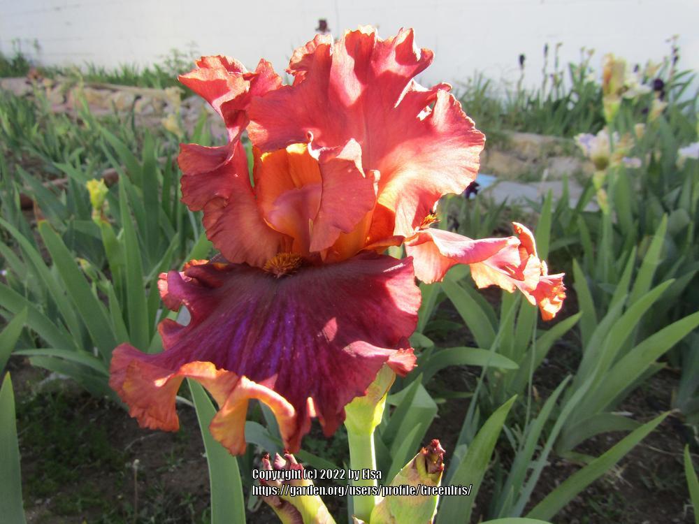 Photo of the bloom of Tall Bearded Iris (Iris 'Hotsy Totsy') posted by ...