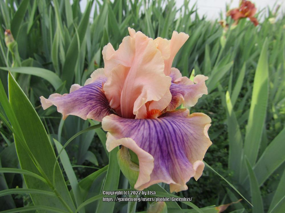 Photo of the bloom of Tall Bearded Iris (Iris 'Center Line') posted by GreenIris - Garden.org