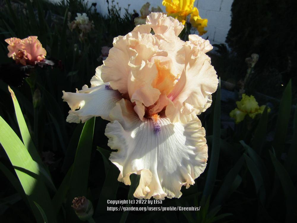 Photo of the bloom of Tall Bearded Iris (Iris 'Candy Dust') posted by ...