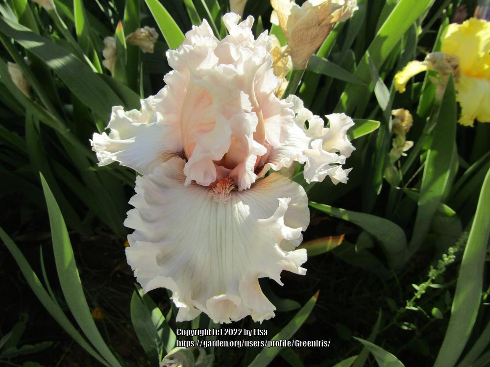 Photo of the bloom of Tall Bearded Iris (Iris 'Rite of Passage') posted ...